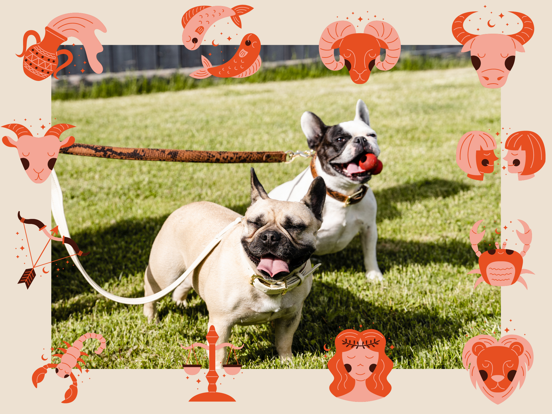 The Stars Have Spoken: The Best Dog Match for Each Astrological Sign ...