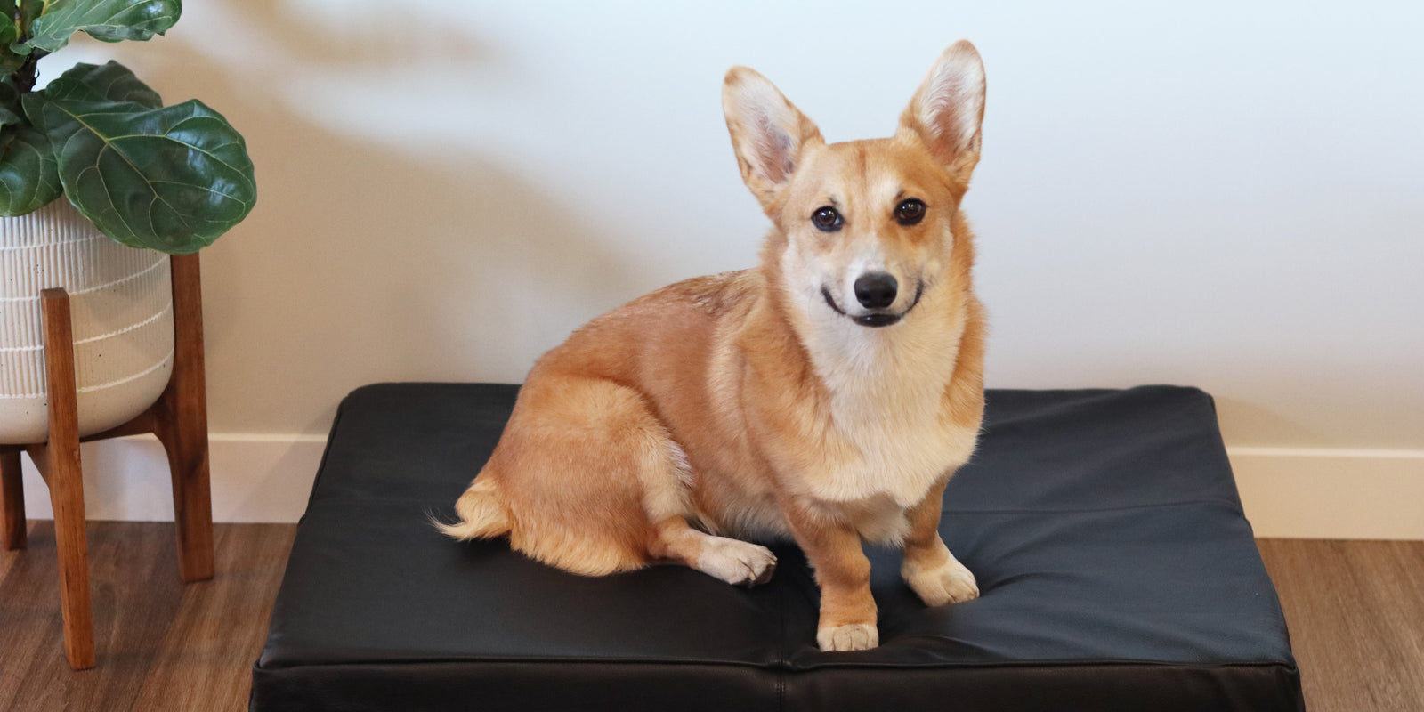 How To Style A Dog Bed | 3 Interior Design Tips – Le Dog Company