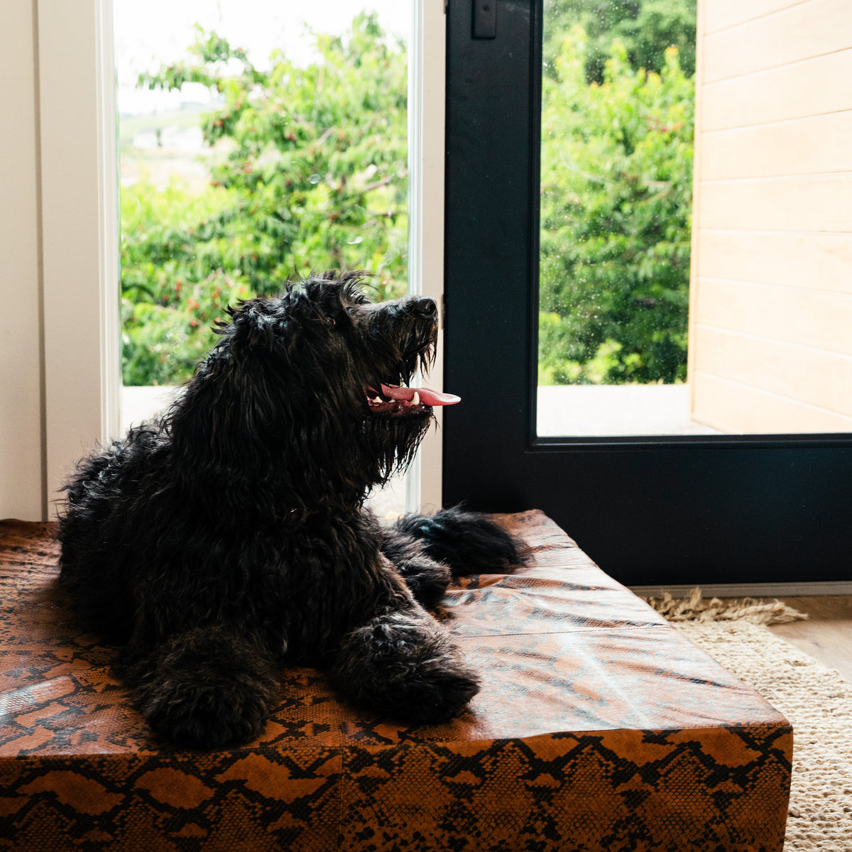 New Year, New Dog: Le Dog Suggestions for a Pawsitively Perfect Start ...